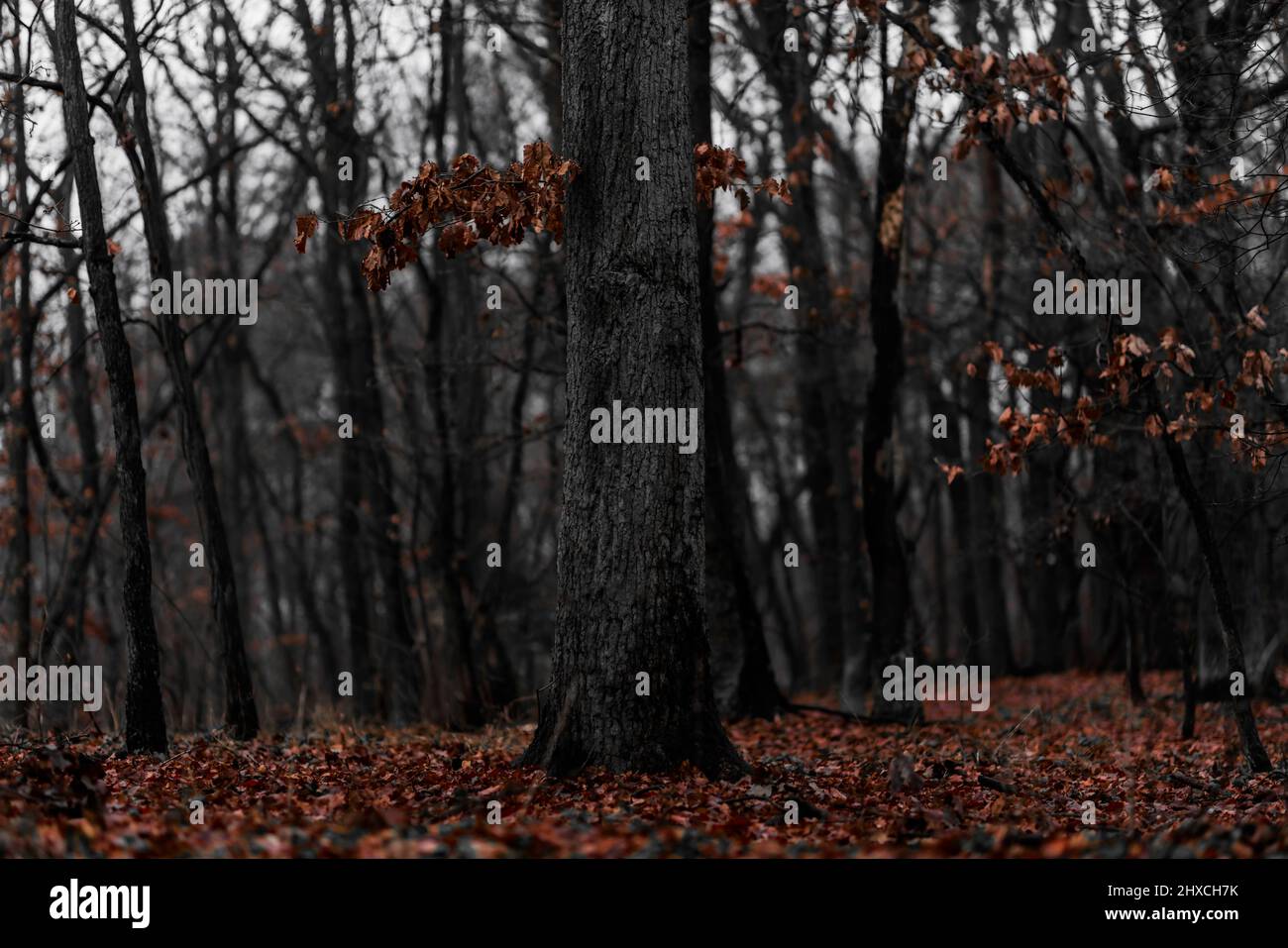 A lot of depth of field hi-res stock photography and images - Alamy
