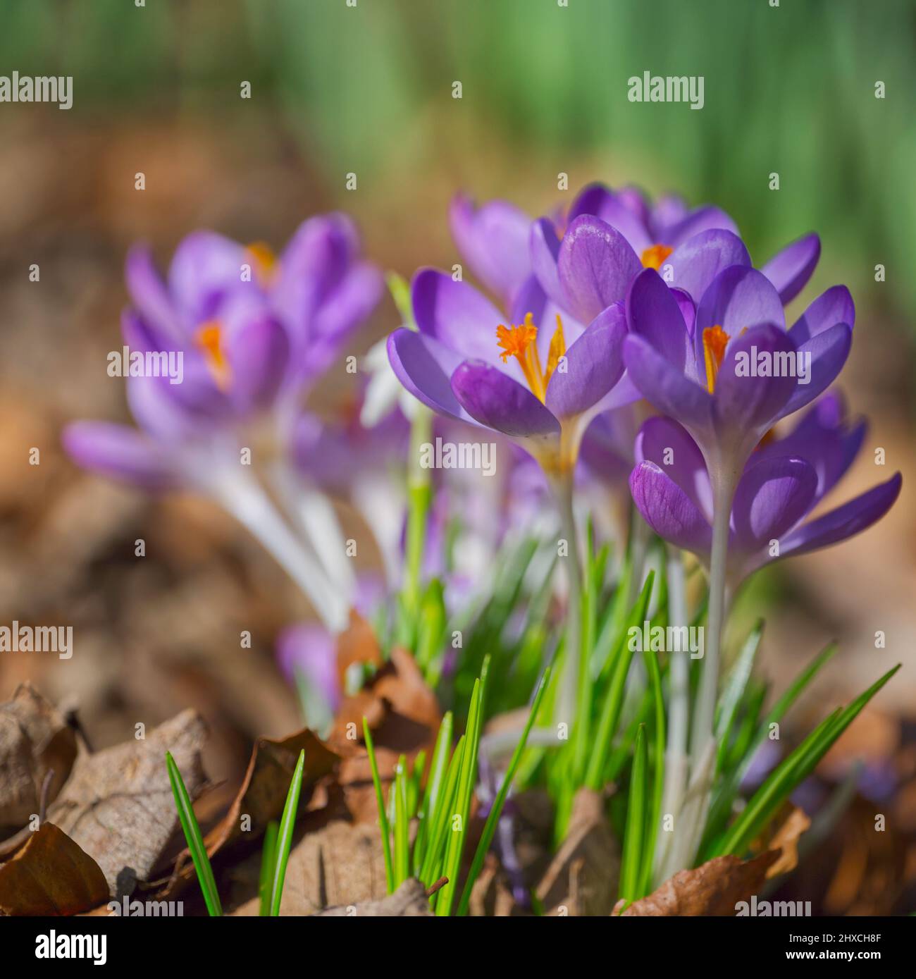 Sunny lit crocuses hi-res stock photography and images - Alamy