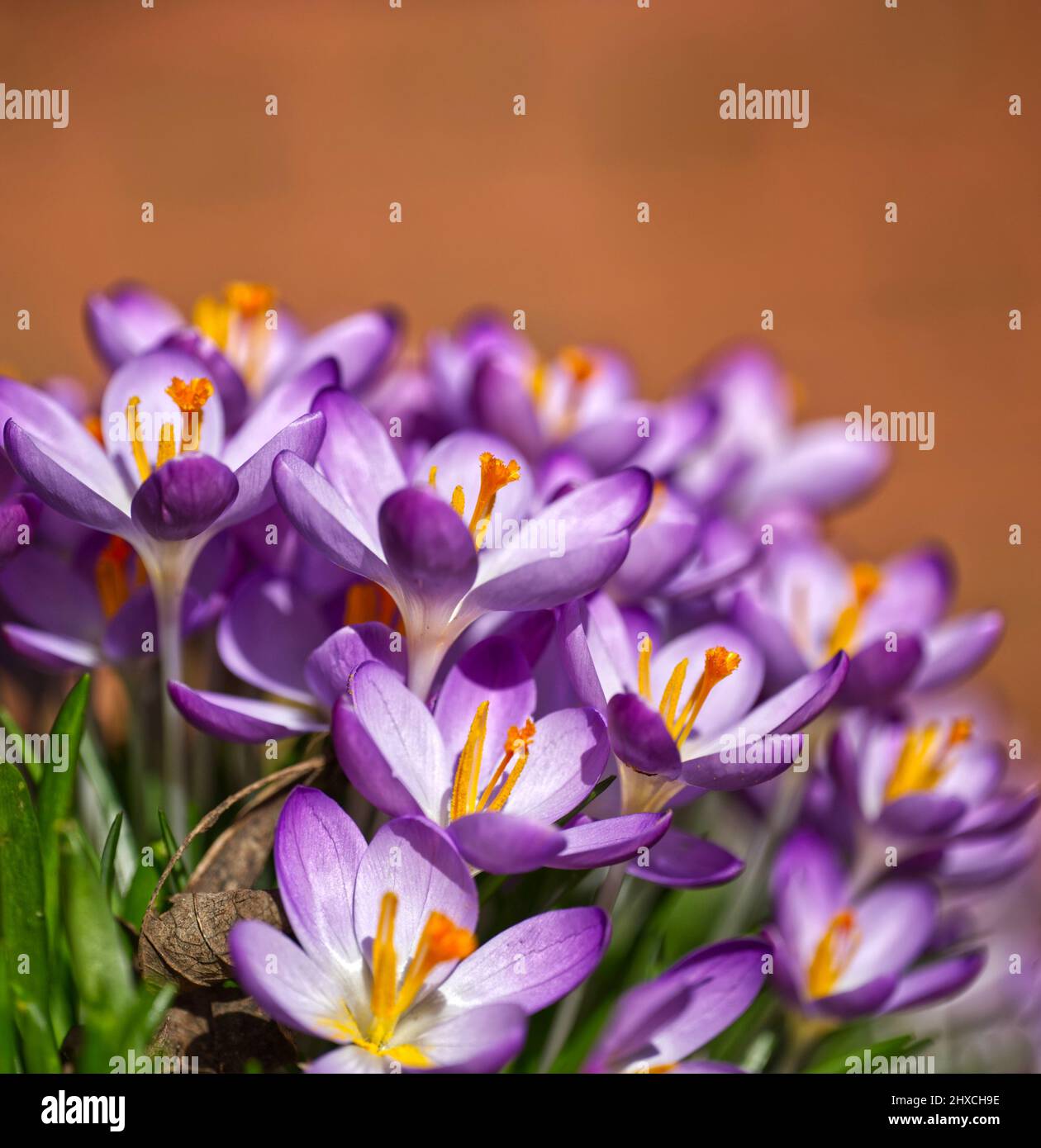 Sunny lit crocuses hi-res stock photography and images - Alamy