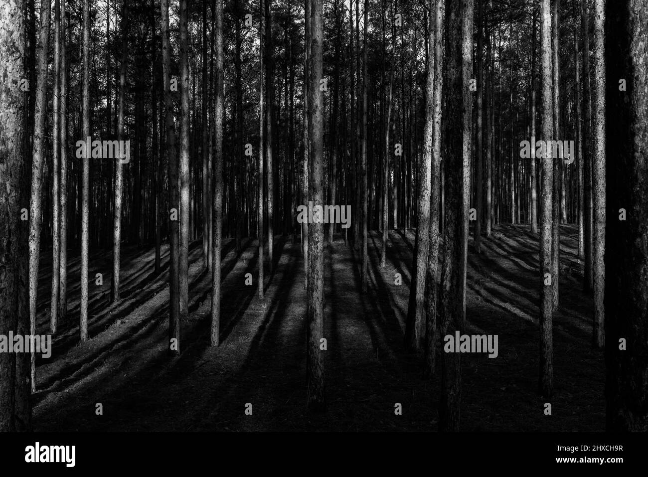 Long shadows in forest Black and White Stock Photos & Images - Alamy