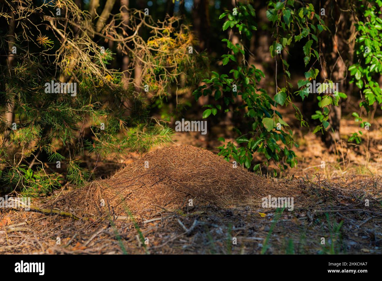 Colony ants in forest anthill hi-res stock photography and images - Alamy