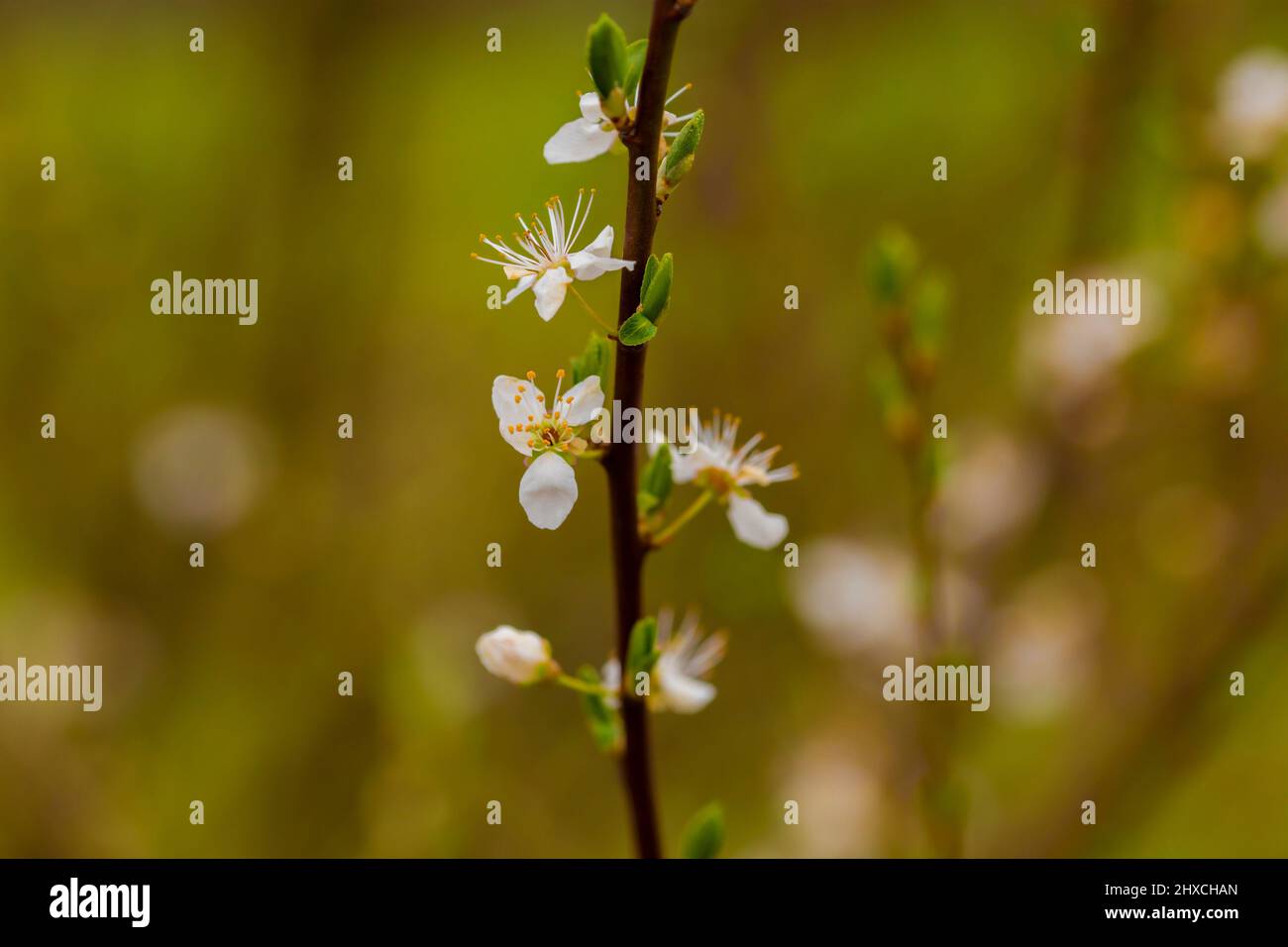 Single thin branch of a plum tree in spring with open flowers, shallow ...