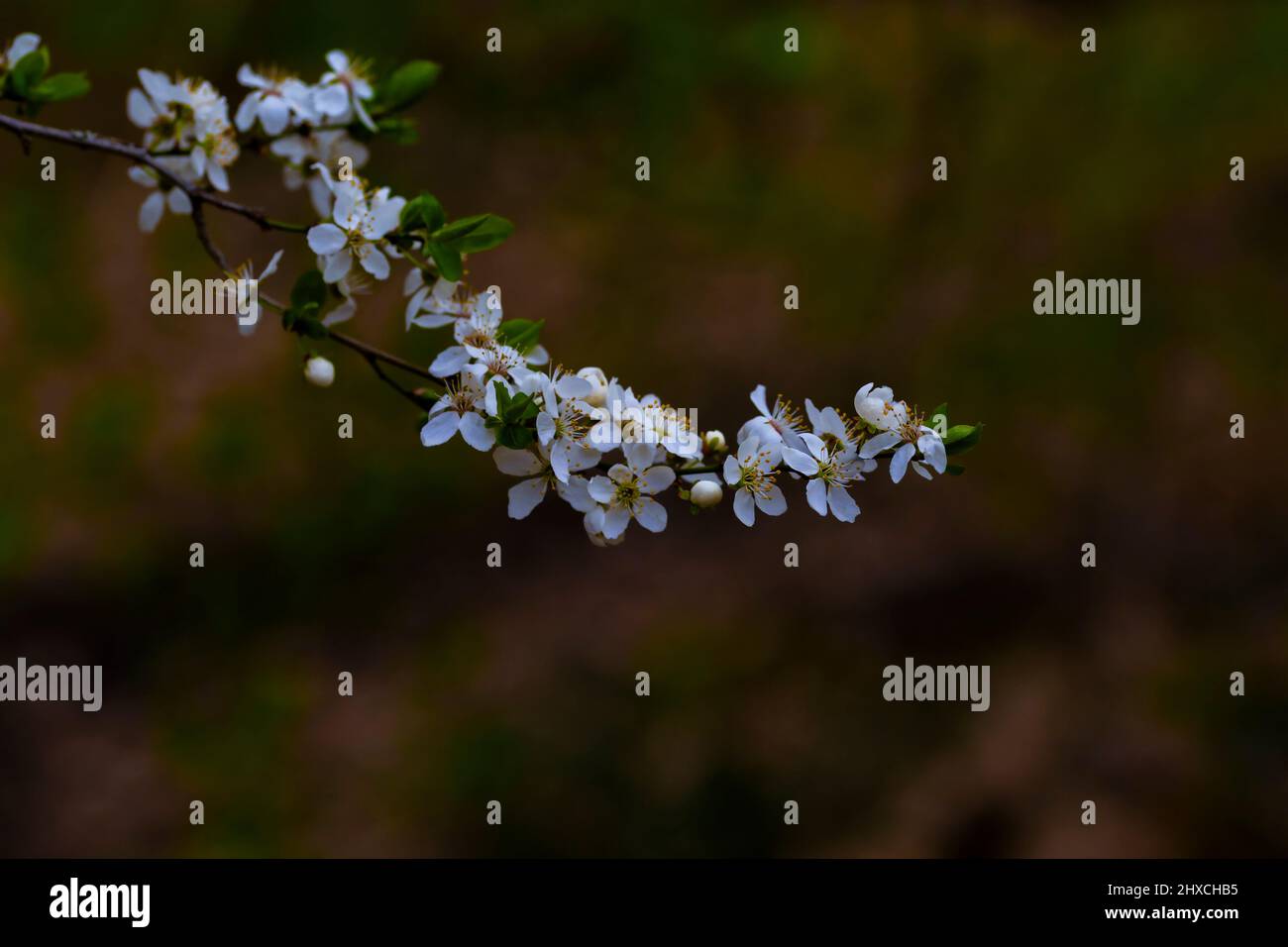 Single branch of plum tree in spring with open blossoms hi-res stock ...