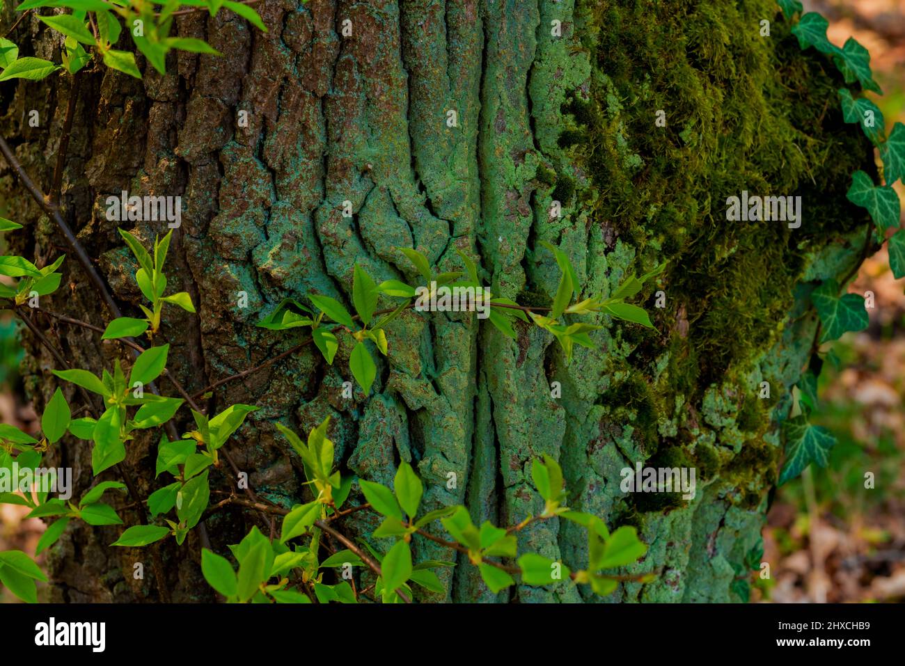 Small young tree in spring in the forest with fresh green leaves next ...