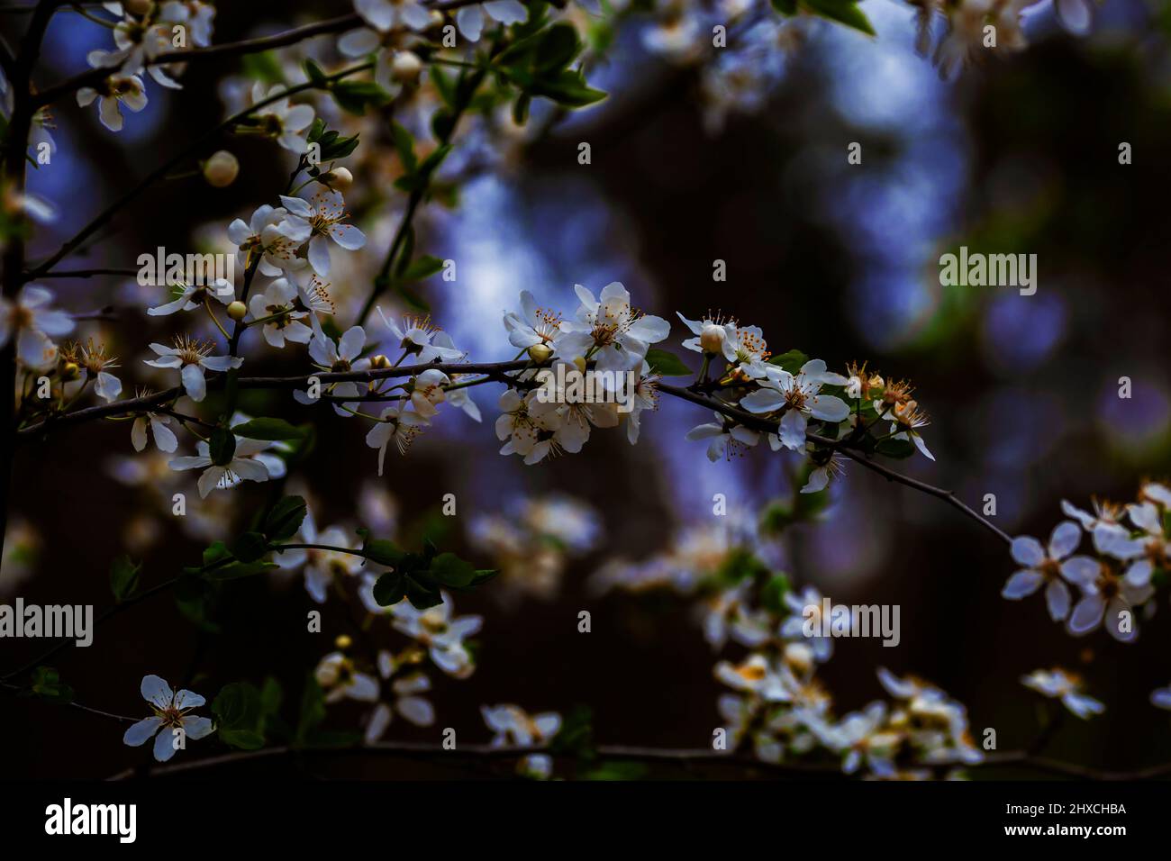 Branches open hi-res stock photography and images - Alamy