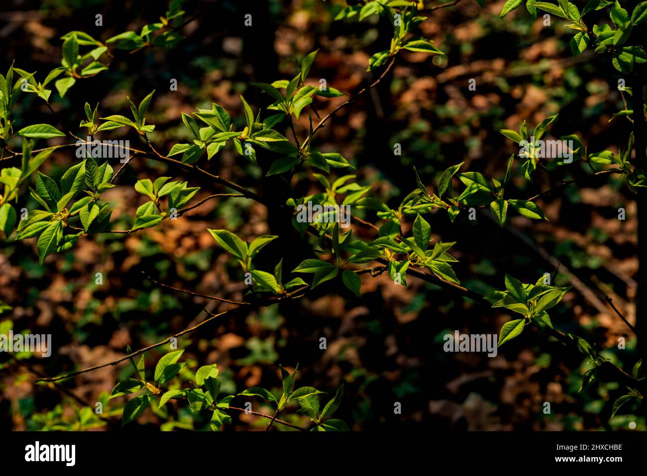 Small young tree in spring in the forest with fresh green leaves Stock ...