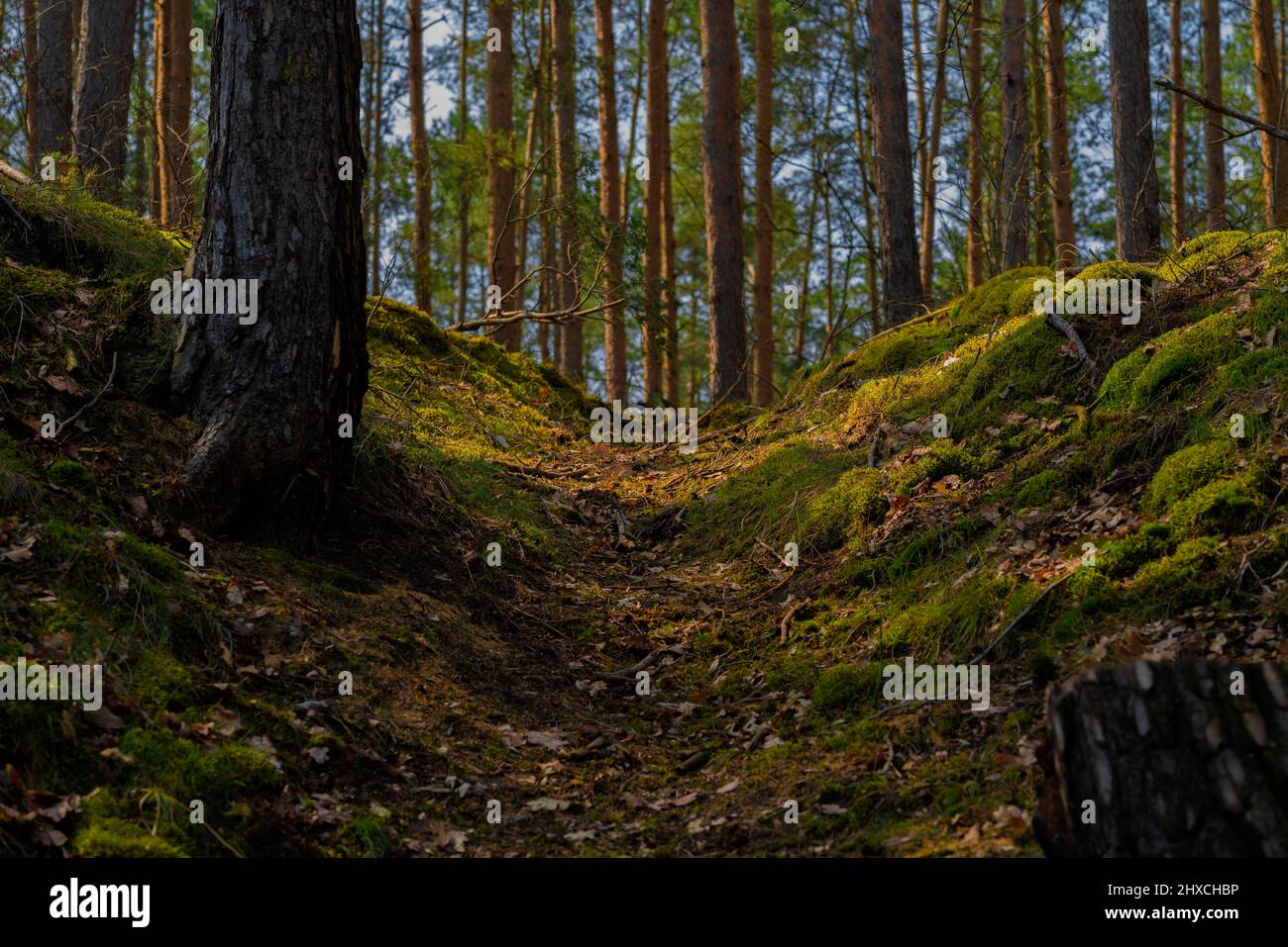 Small forest path on a mountain in the forest in spring for hiking ...