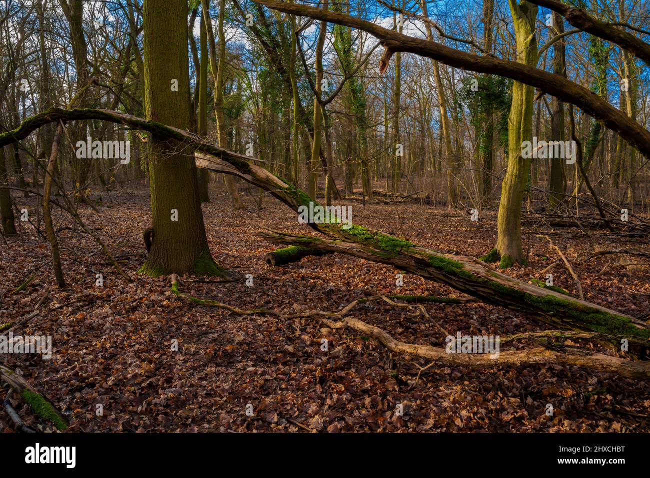 Deciduous forest in winter, fallen trees Stock Photo - Alamy
