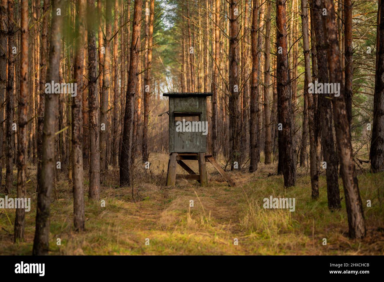 High stand for hunters in a pine forest hi-res stock photography and ...