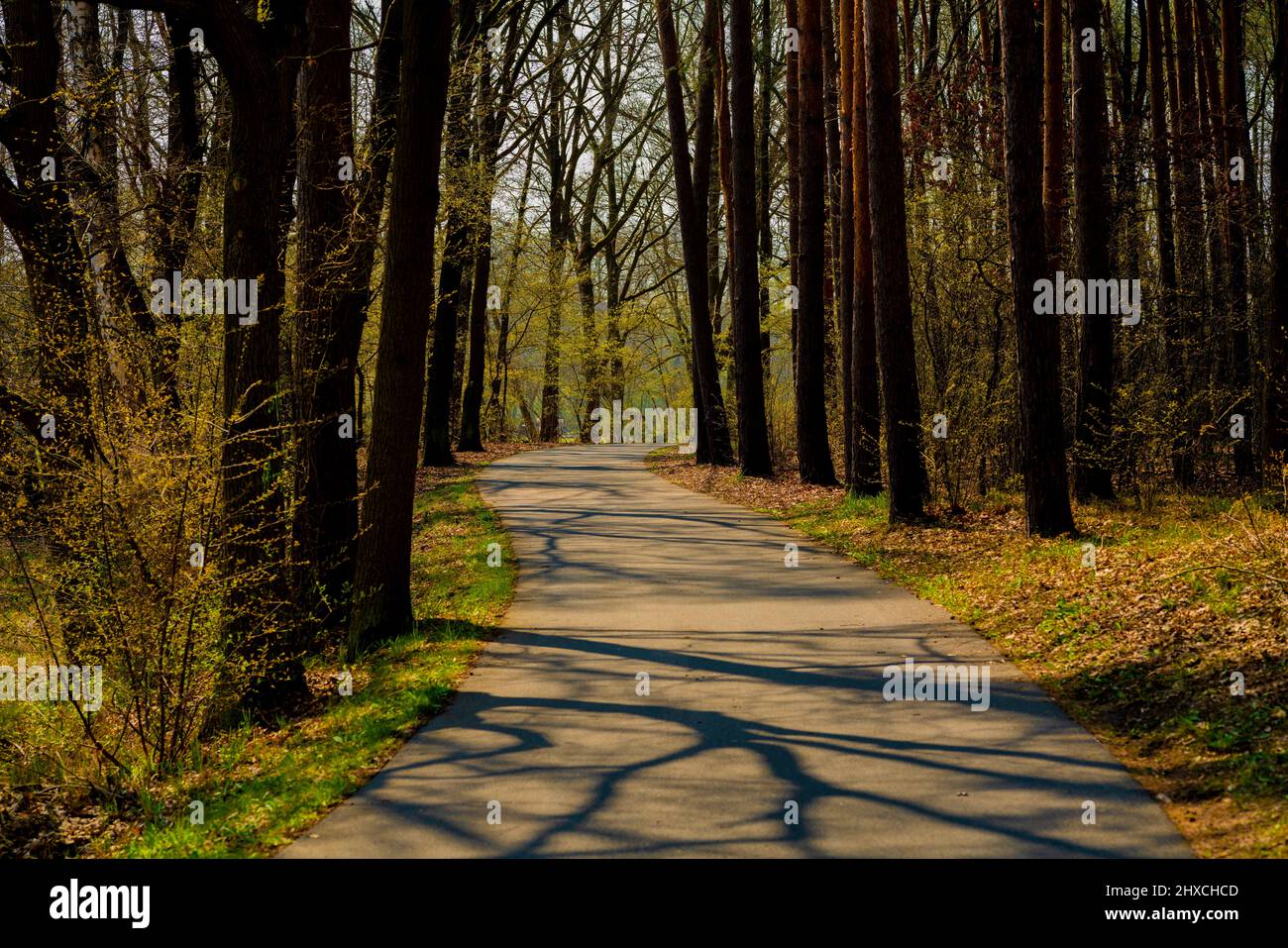 Cycle path in spring in a forest hi-res stock photography and images ...