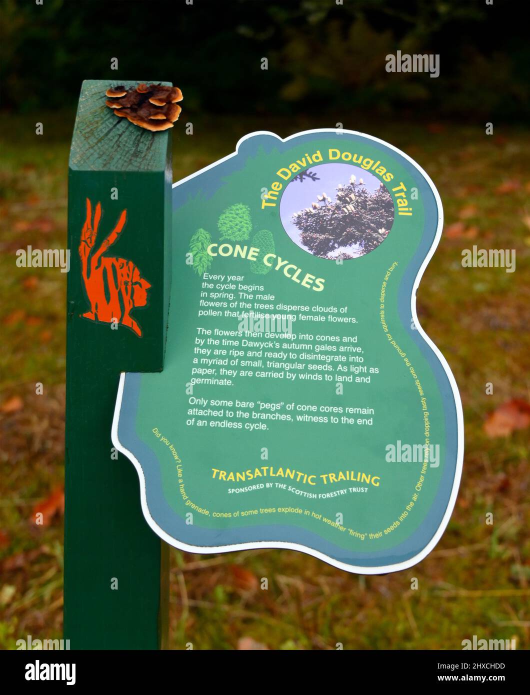 Descriptive plaque. The David Douglas Trail. Cone cycles. Dawyck ...