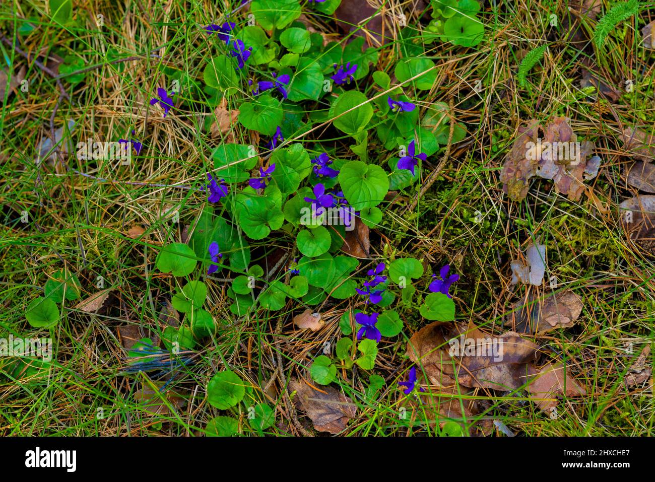 Purple in spring hi-res stock photography and images - Alamy