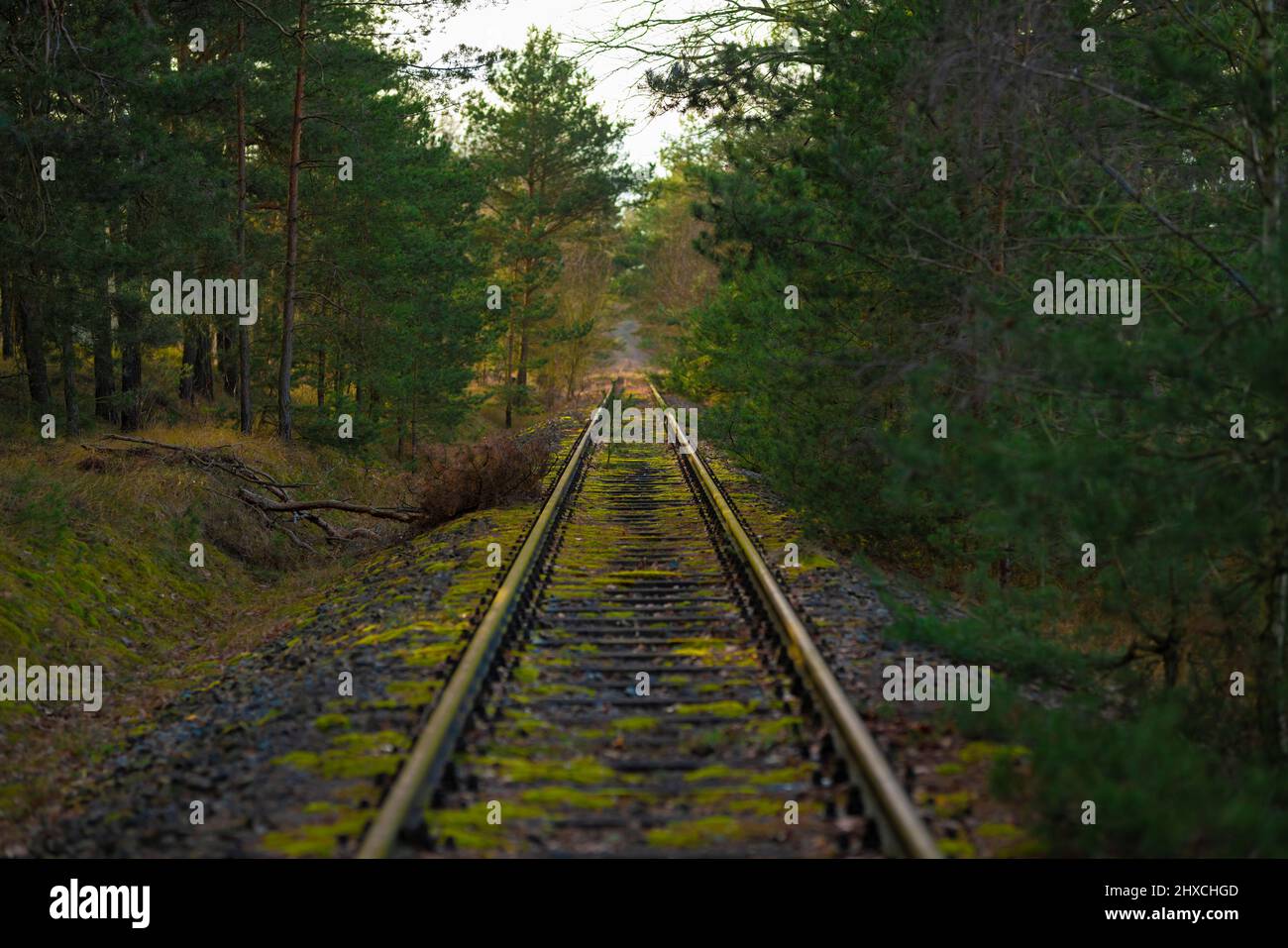 Old unused railway tracks in a forest, Track bed overgrown with moss, shallow depth of field ...