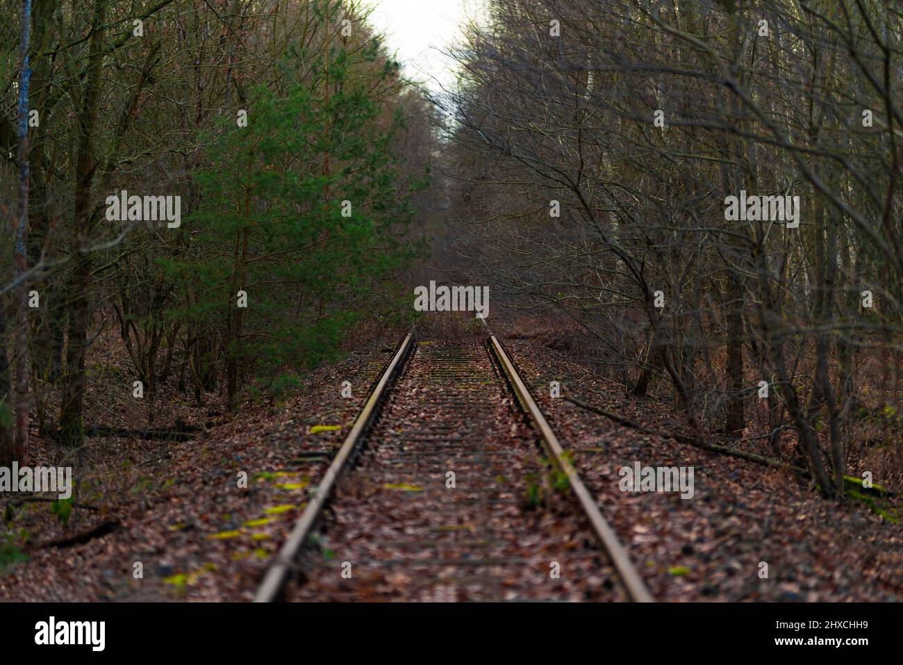 Old unused railway tracks in a forest, shallow depth of field ...