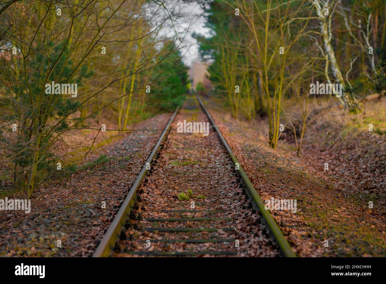 Old unused railway tracks in a forest, shallow depth of field ...