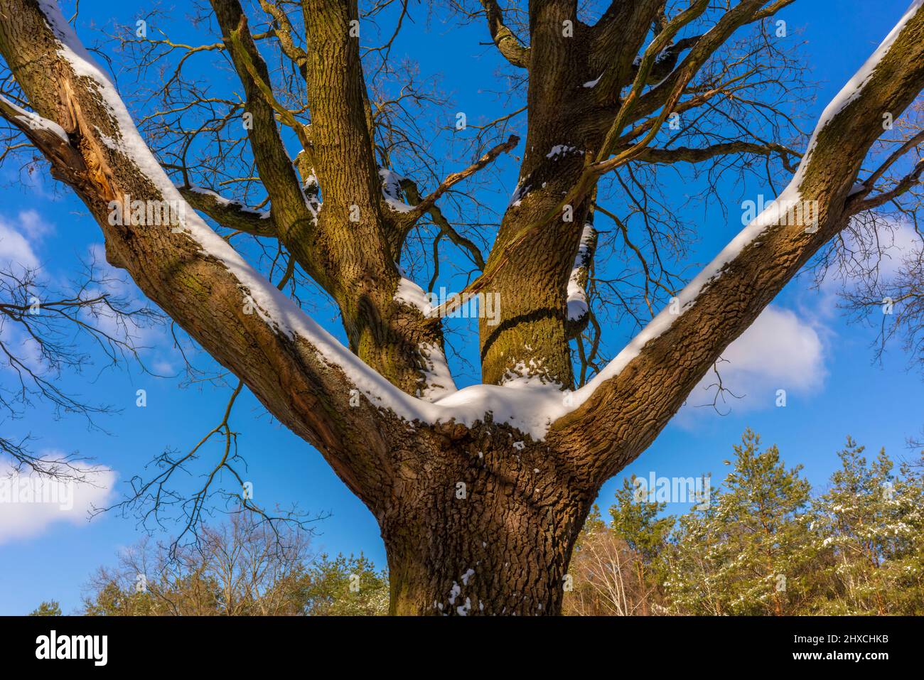 Oak Tree Winter Trunk