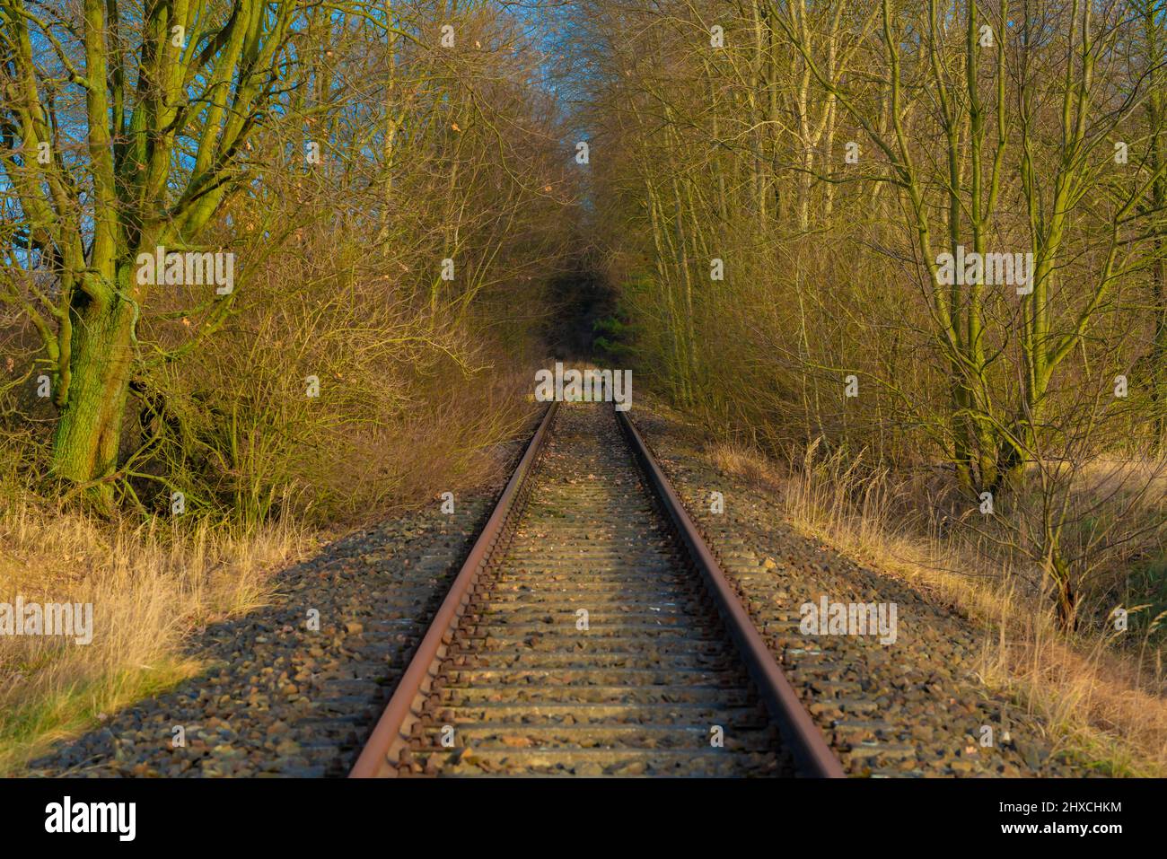 Old unused railway tracks in a forest hi-res stock photography and ...