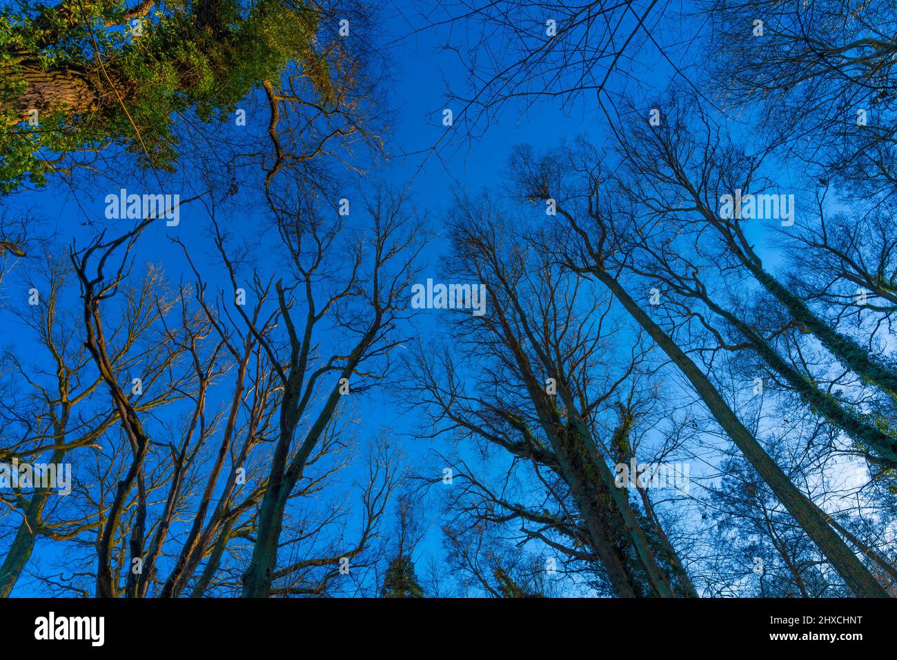 Treetops in winter without leaves hi-res stock photography and images ...