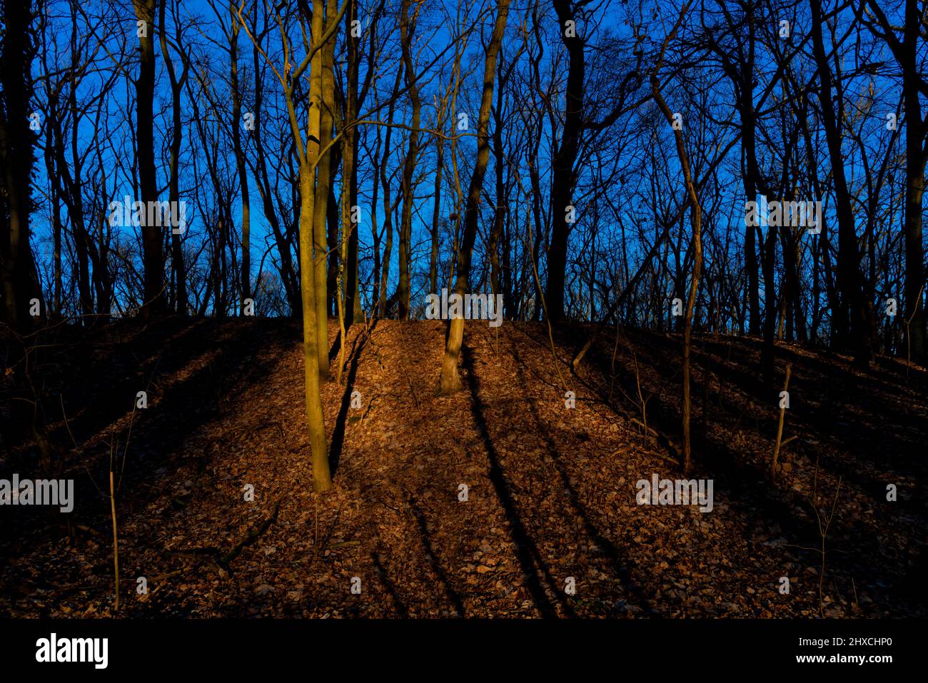Light and shadow in a forest in winter just before sunset Stock Photo ...