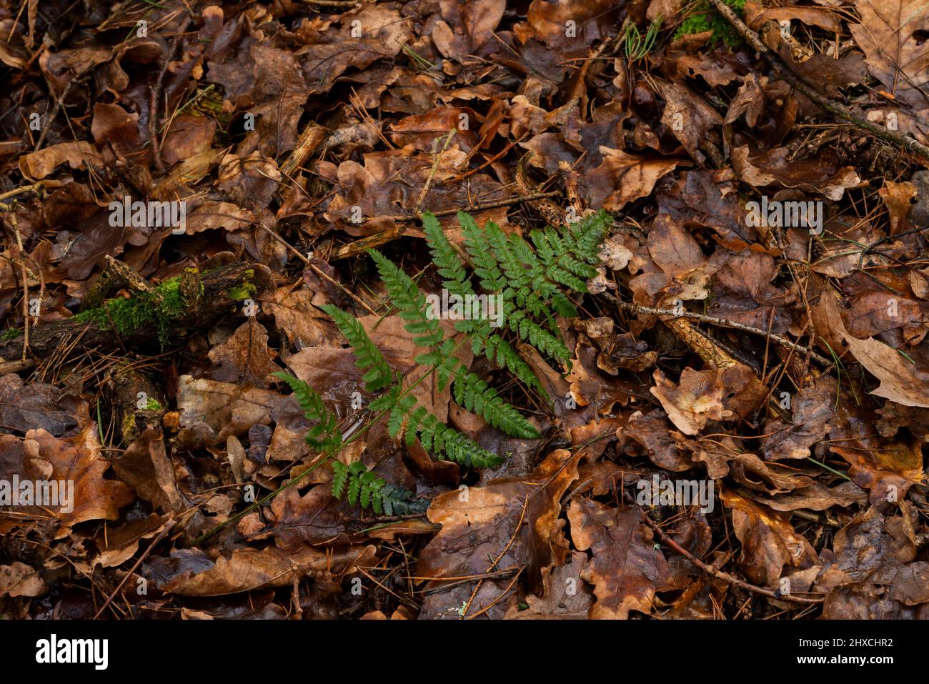 Bracken in winter hi-res stock photography and images - Alamy
