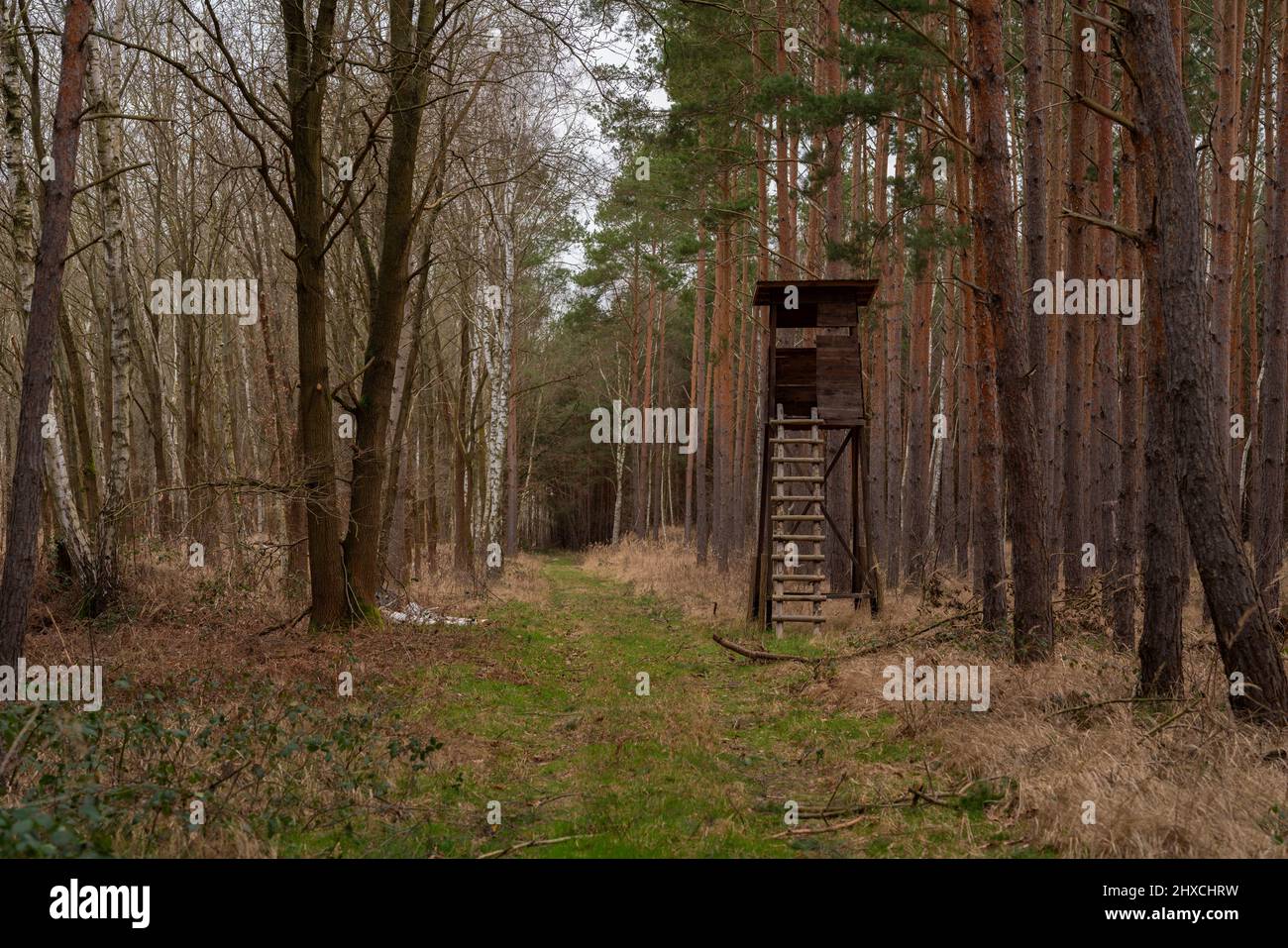 Wooden high stand for a hunter on a forest path between two forests ...