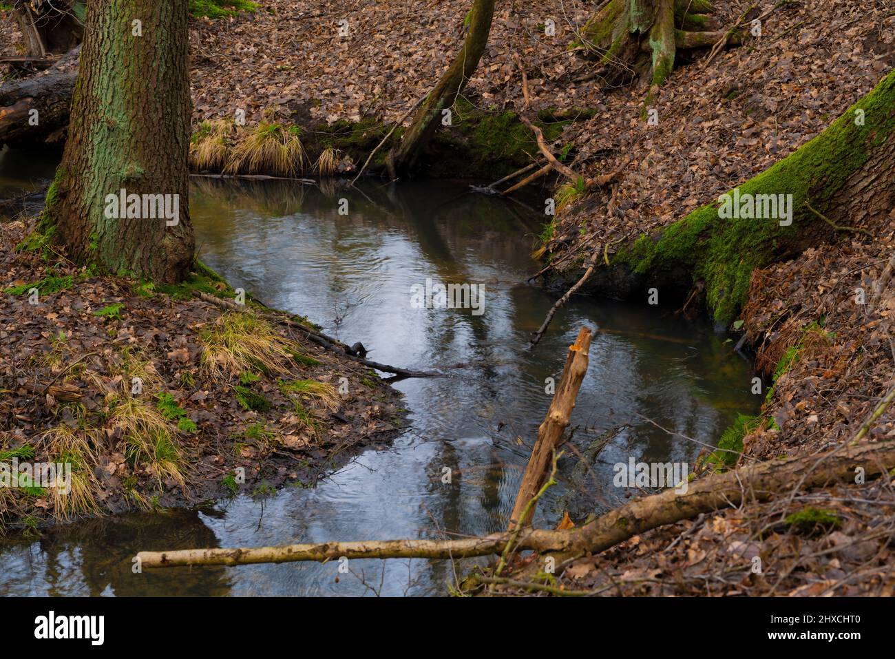 Reflections forest in river hi-res stock photography and images - Alamy