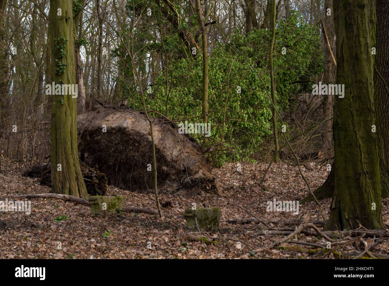 Storm damage, overturned large old oak tree completely overgrown with ...