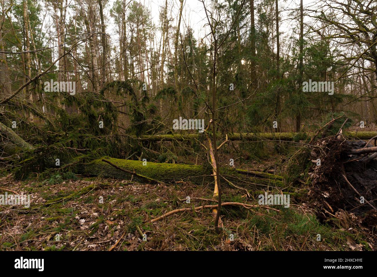 Large overturned conifer and oak tree after a storm hi-res stock ...
