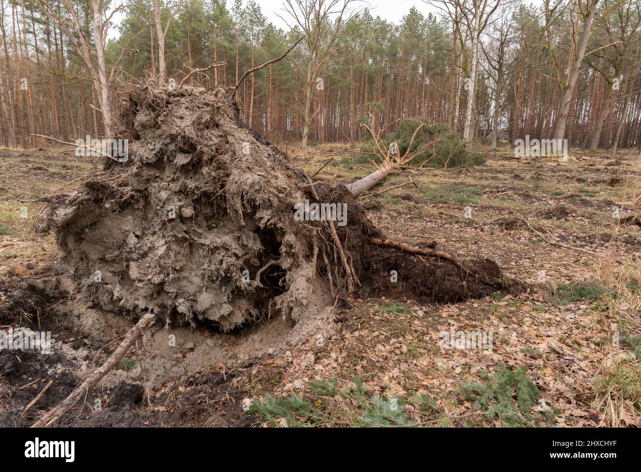 Pine tree monoculture hi-res stock photography and images - Alamy