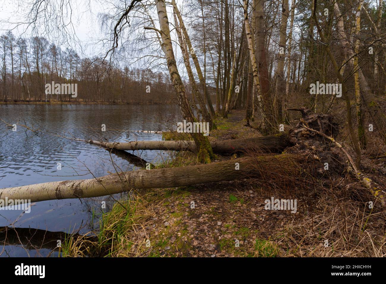 Storm damage, fallen trees lie in the water in a small lake after a ...