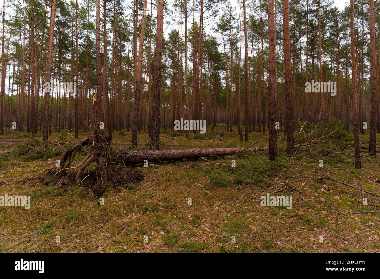 Storm damage, large overturned pine tree lies on the forest floor after ...