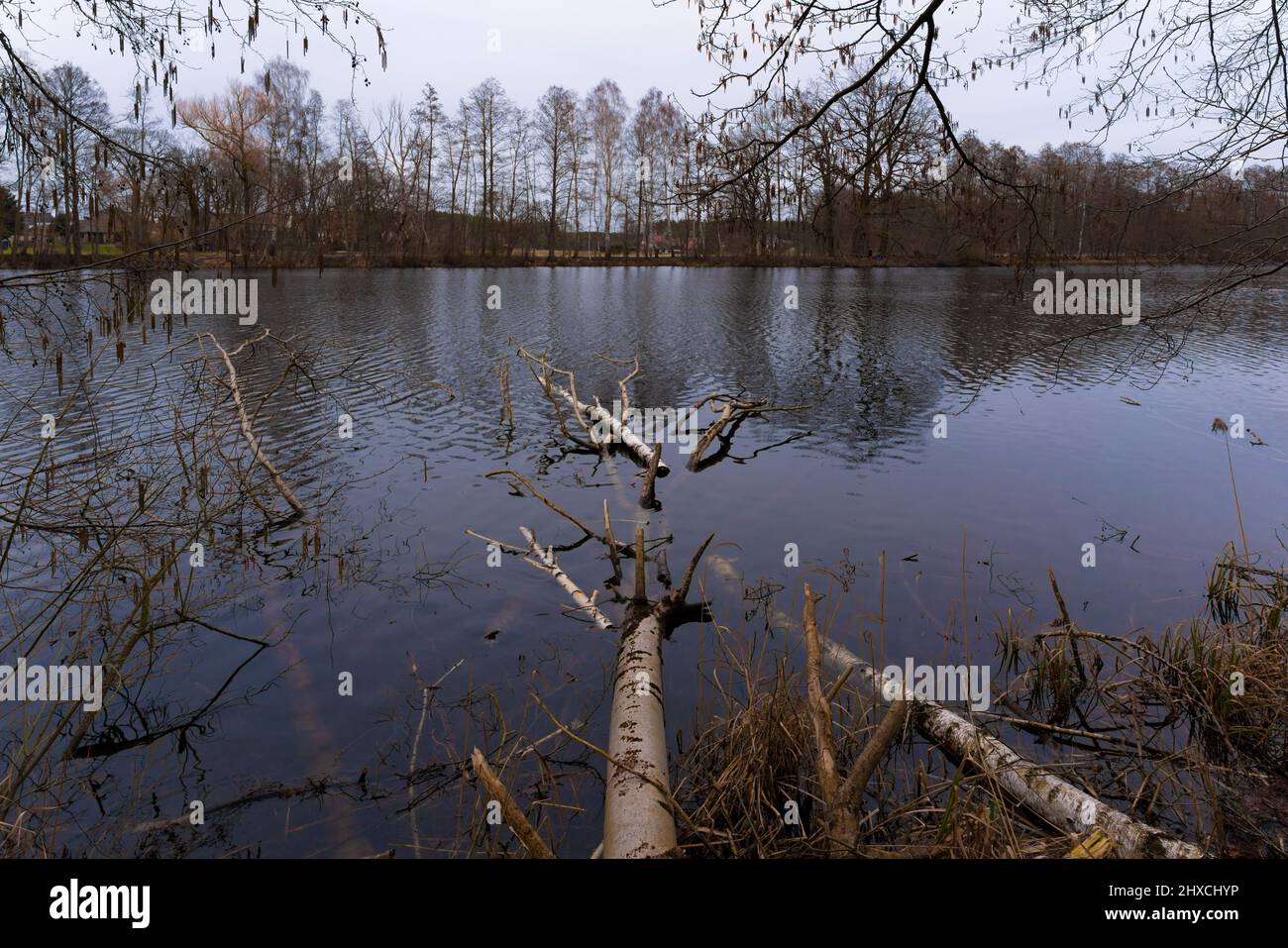 Storm damage, fallen trees lie in the water in a small lake after a ...