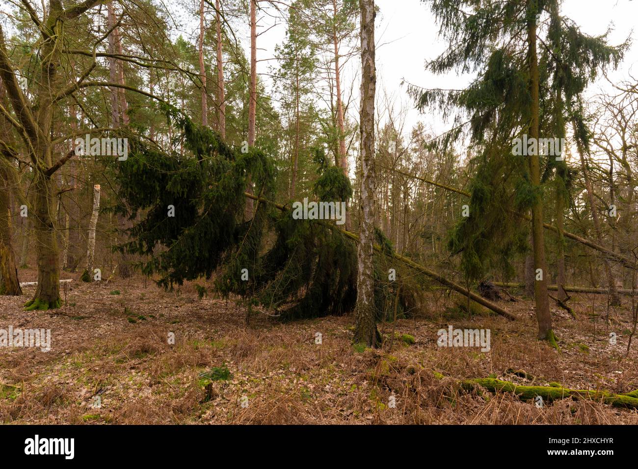 Conifer tree damage hi-res stock photography and images - Alamy