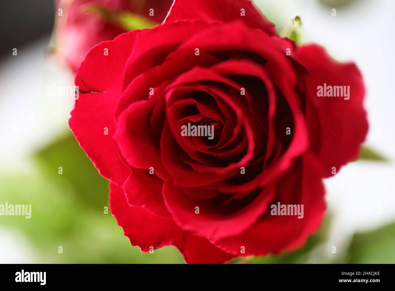 Red roses on a table in a kitchen Stock Photo - Alamy