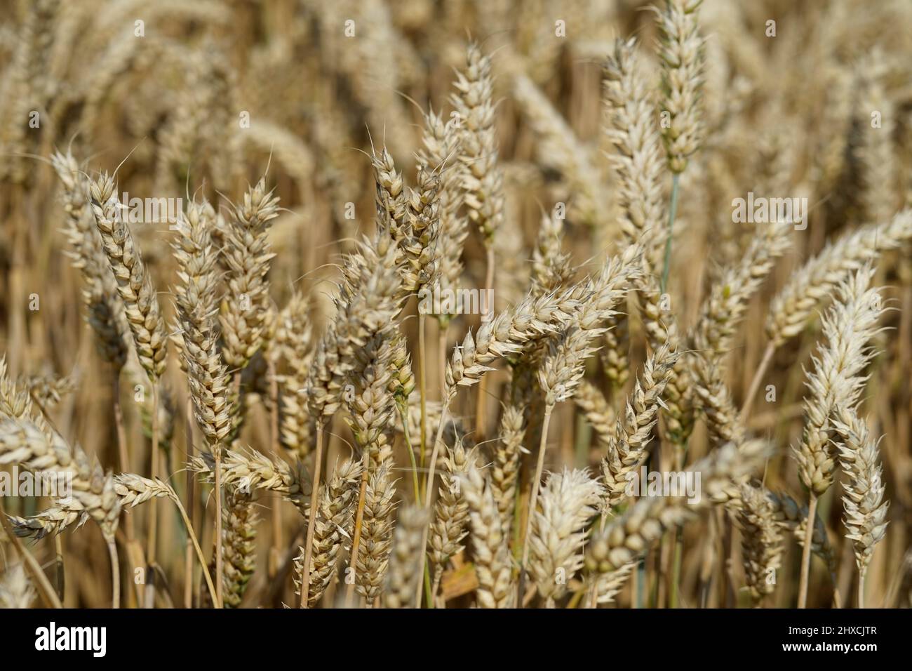 Bavaria field wheat beer germany hi-res stock photography and images ...