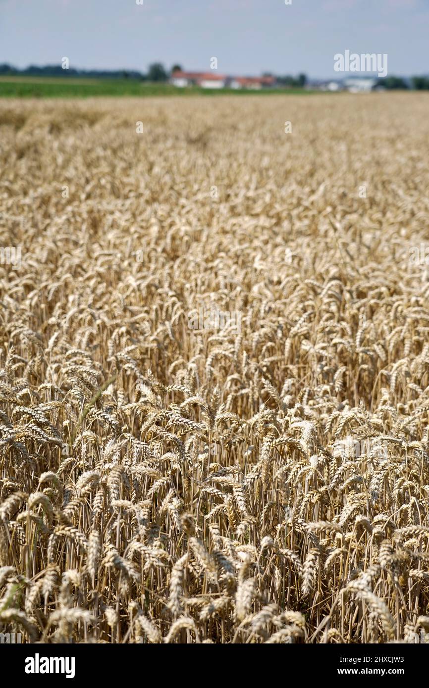 Bavaria field wheat beer germany hi-res stock photography and images ...