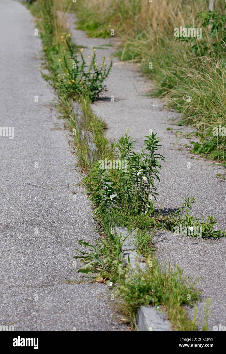 Germany, Bavaria, Upper Bavaria, road, sidewalk, verge, weed grows ...