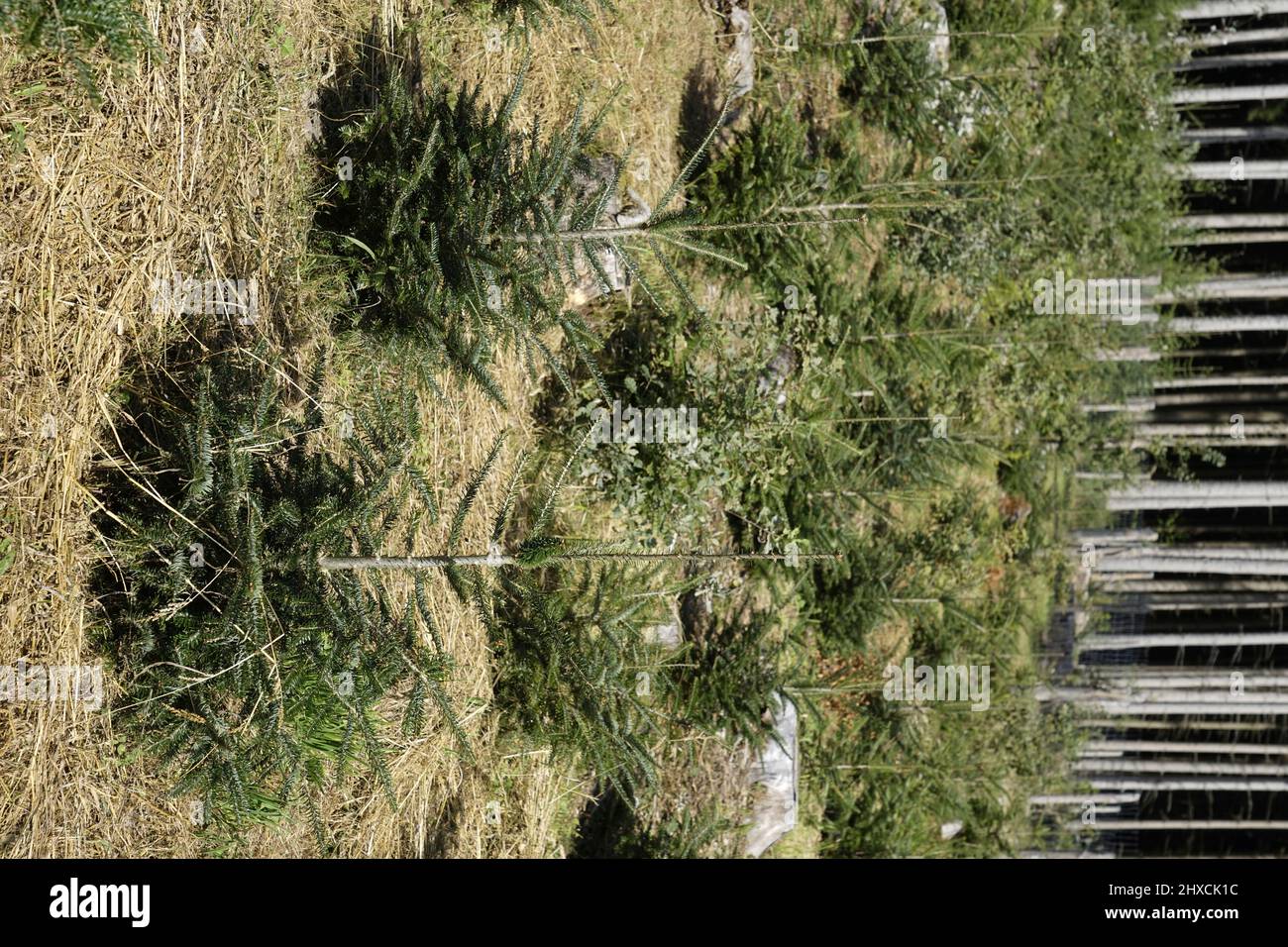 Germany, Bavaria, Upper Bavaria, Traunstein County, forest plot, spruce ...