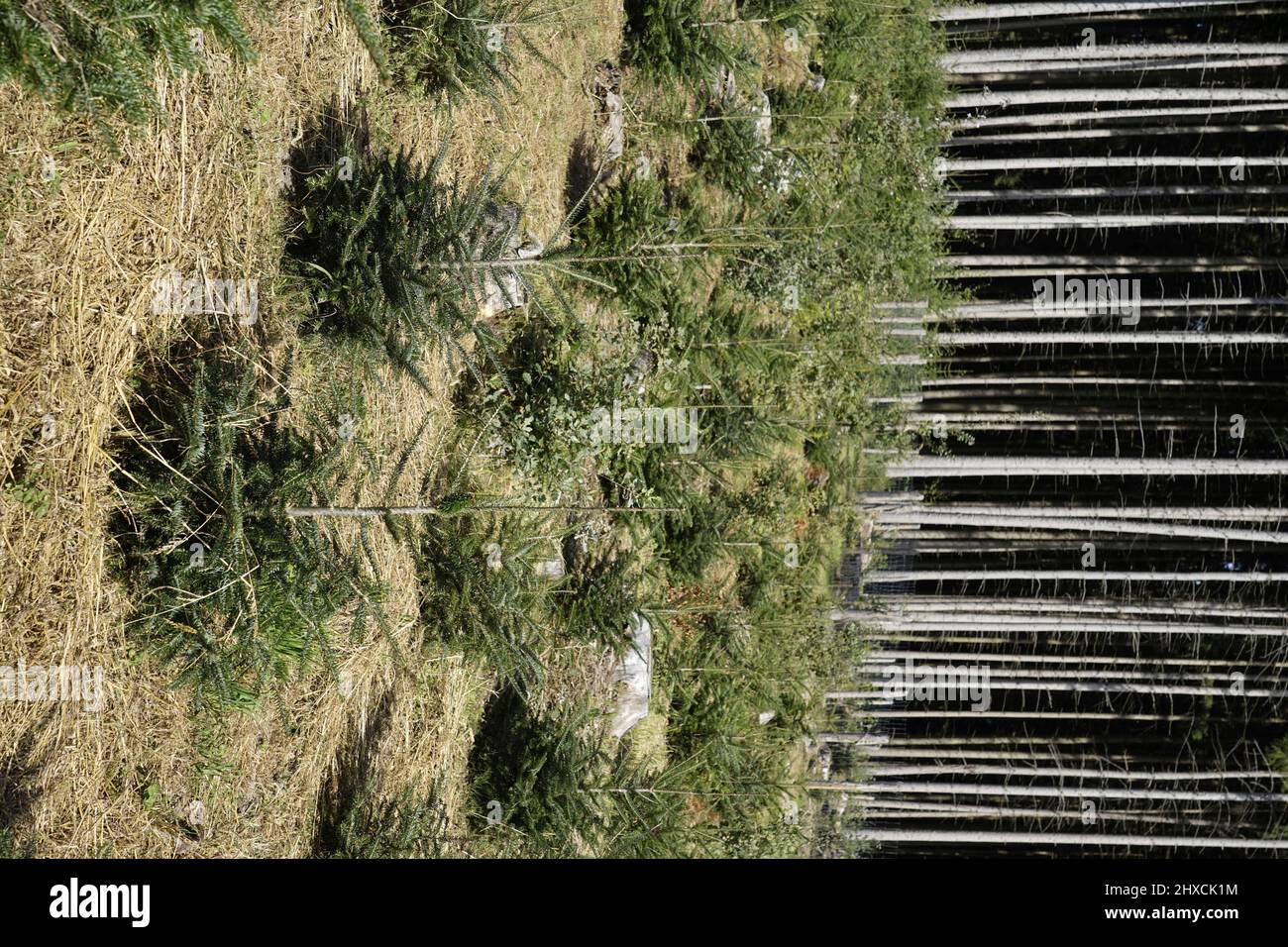 Germany, Bavaria, Upper Bavaria, Traunstein County, forest plot, spruce ...