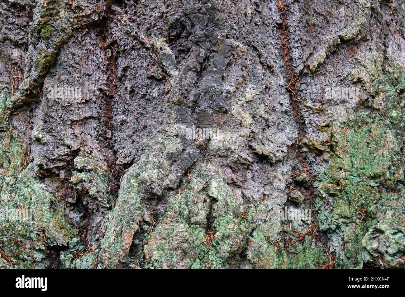Tree bark (detail). Douglas Fir (Pseudotsuga menziesii). Dawyck Botanic ...