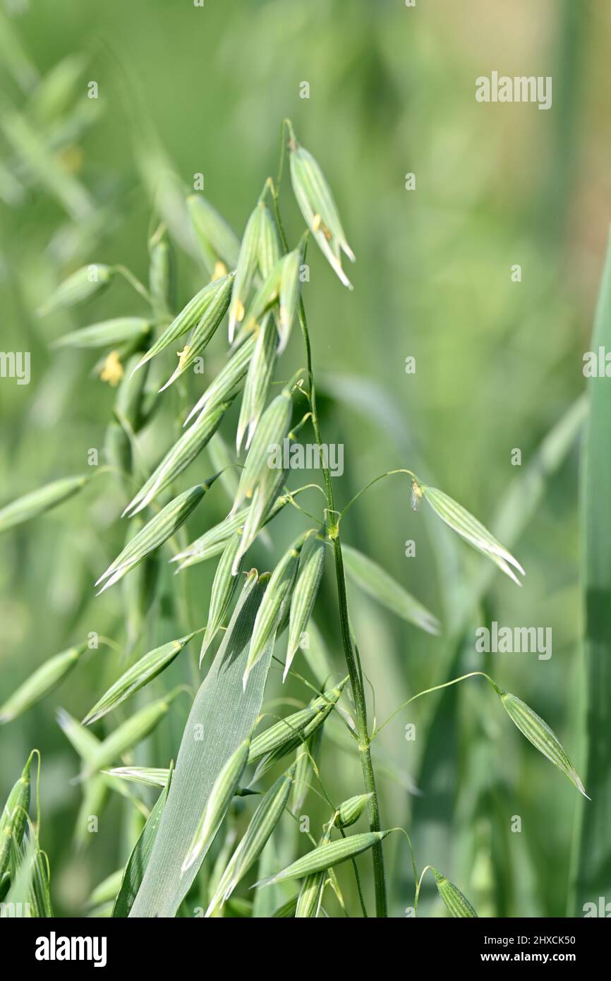 Barley plant hi-res stock photography and images - Alamy