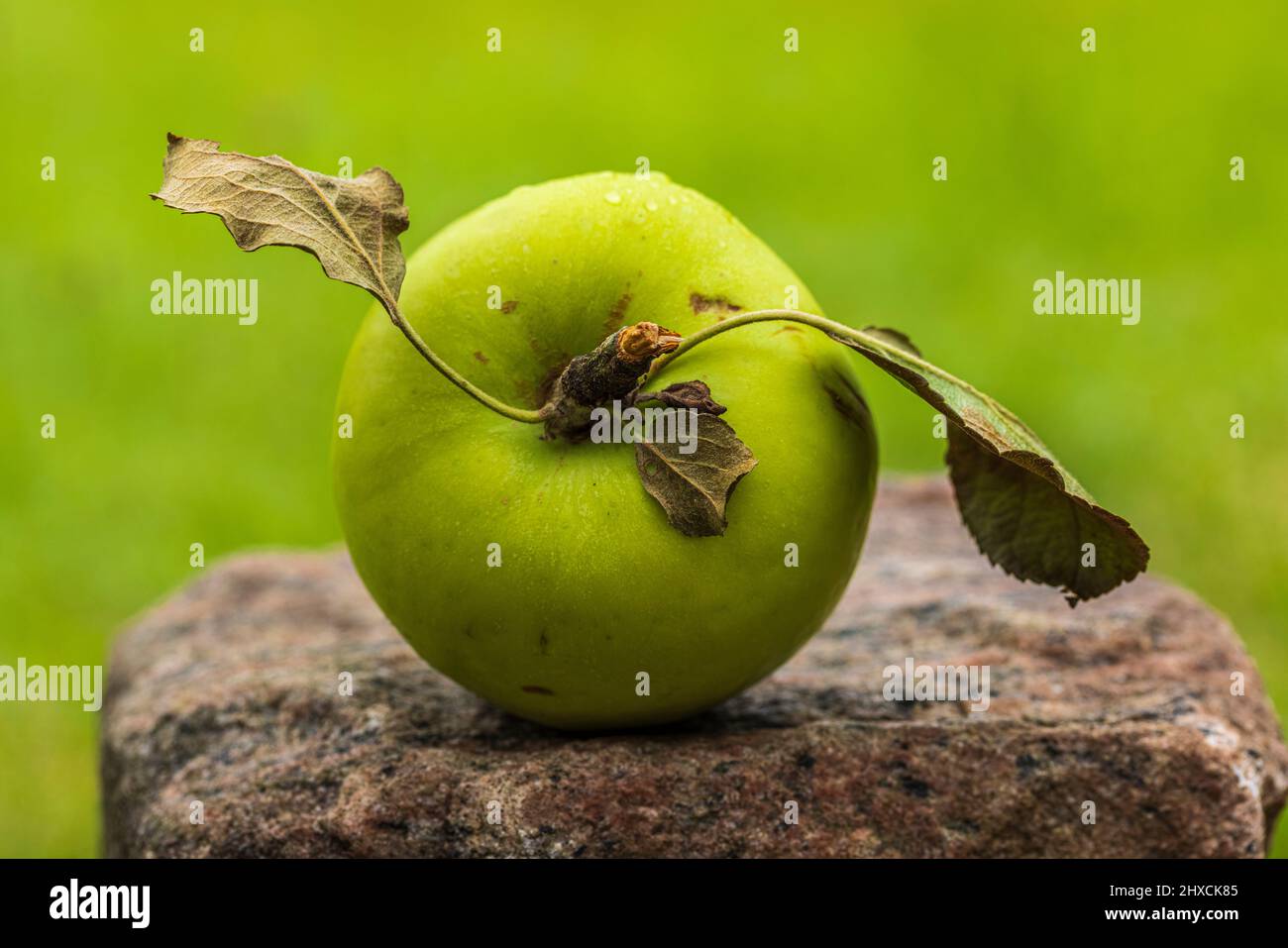 Close up apple on hi-res stock photography and images - Alamy