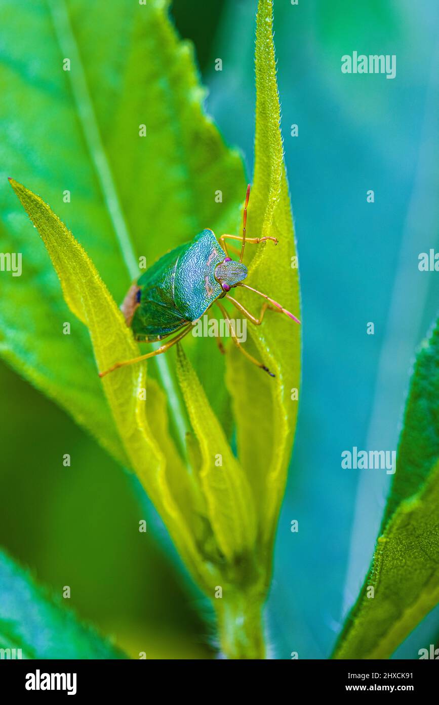 Green stink bug Stock Photo - Alamy