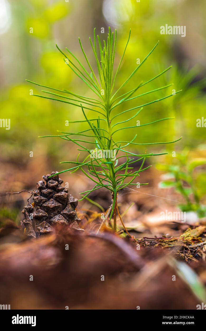 Young Scots pine, Pinus sylvestris, nature in detail Stock Photo - Alamy