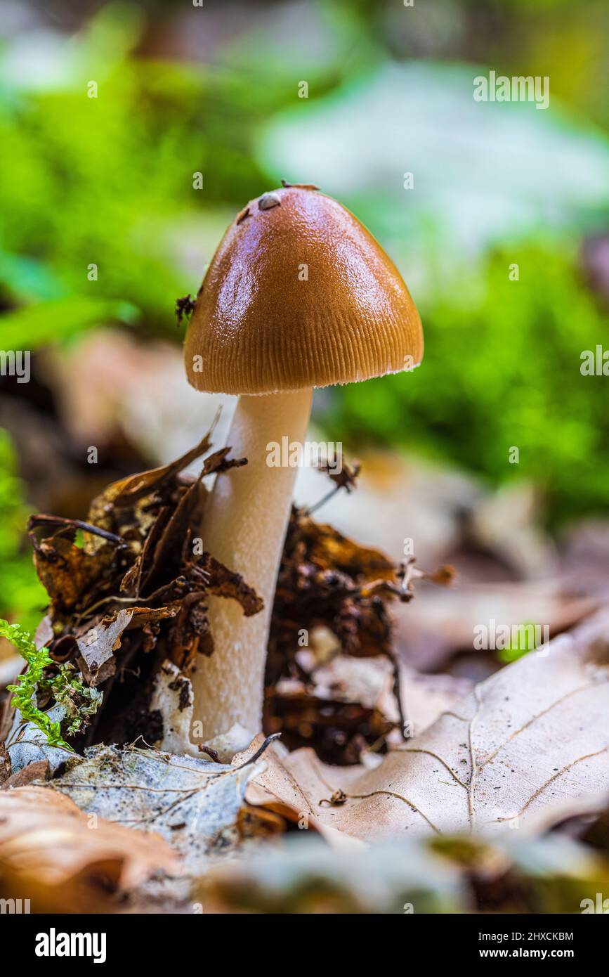 Inconspicuous mushrooms hi-res stock photography and images - Alamy