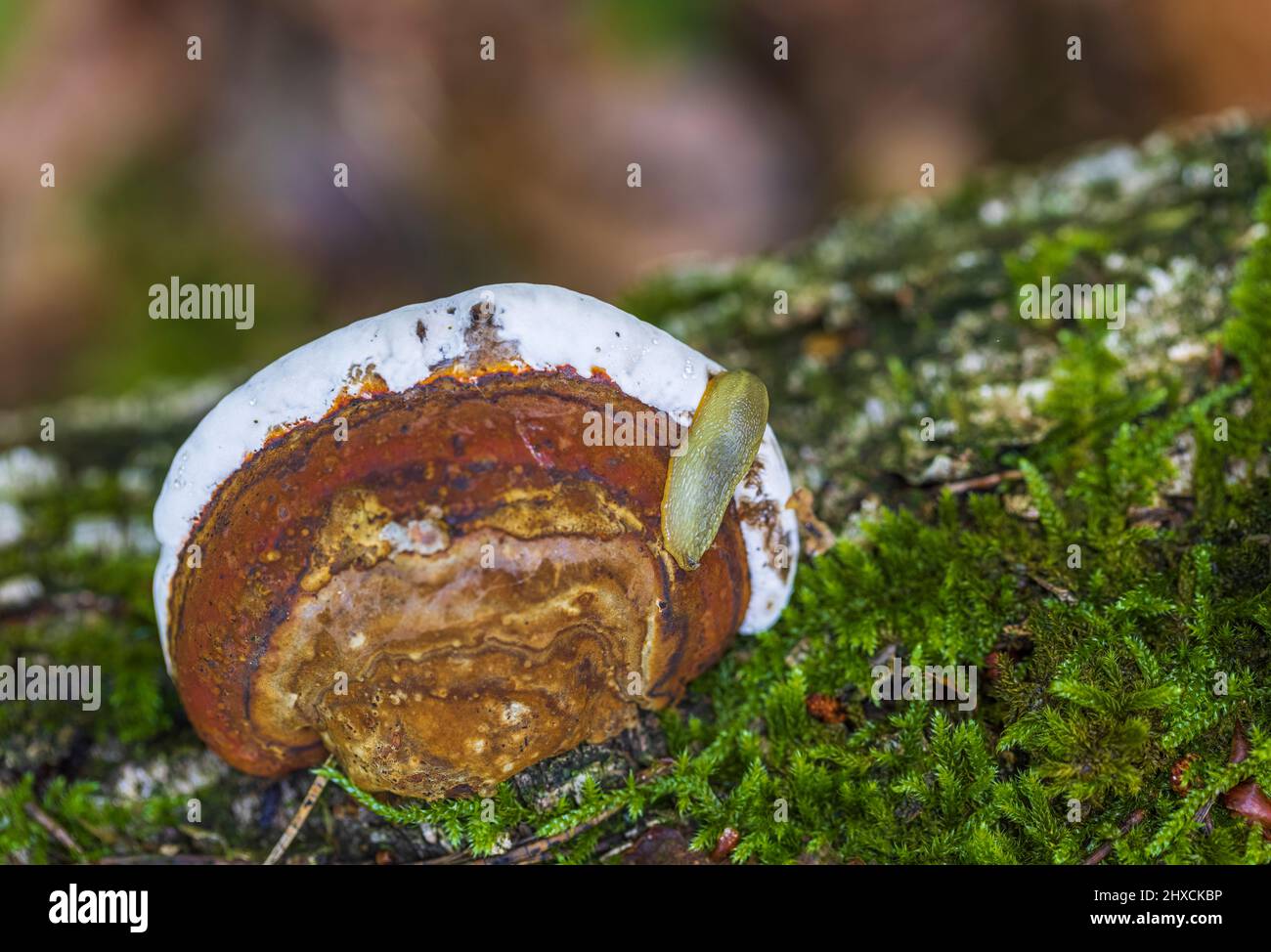 Slug, Red-edged tree sponge Stock Photo - Alamy