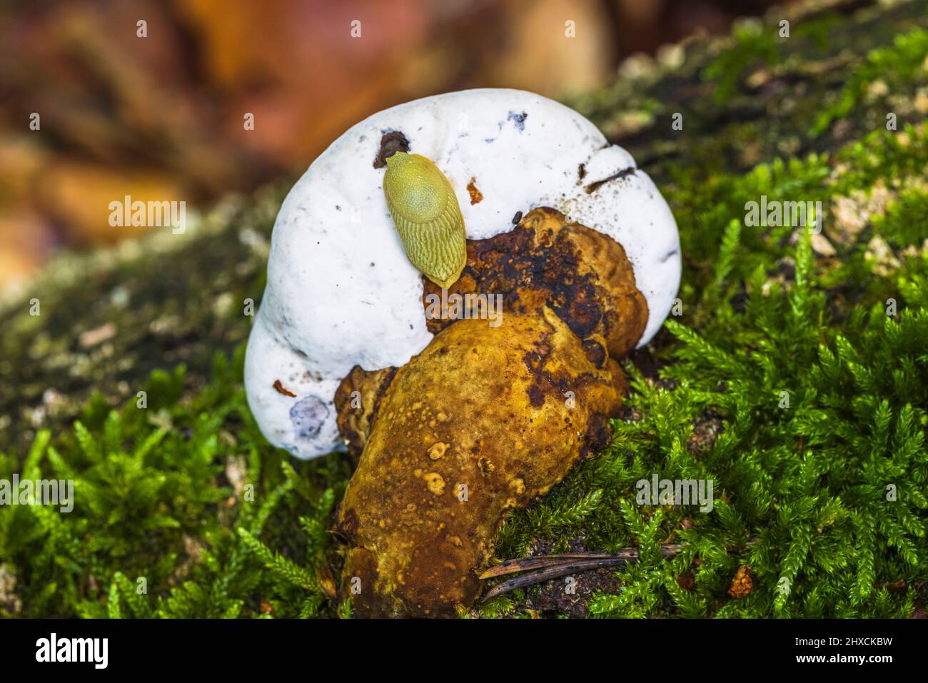 Slug, Red-edged tree sponge Stock Photo - Alamy