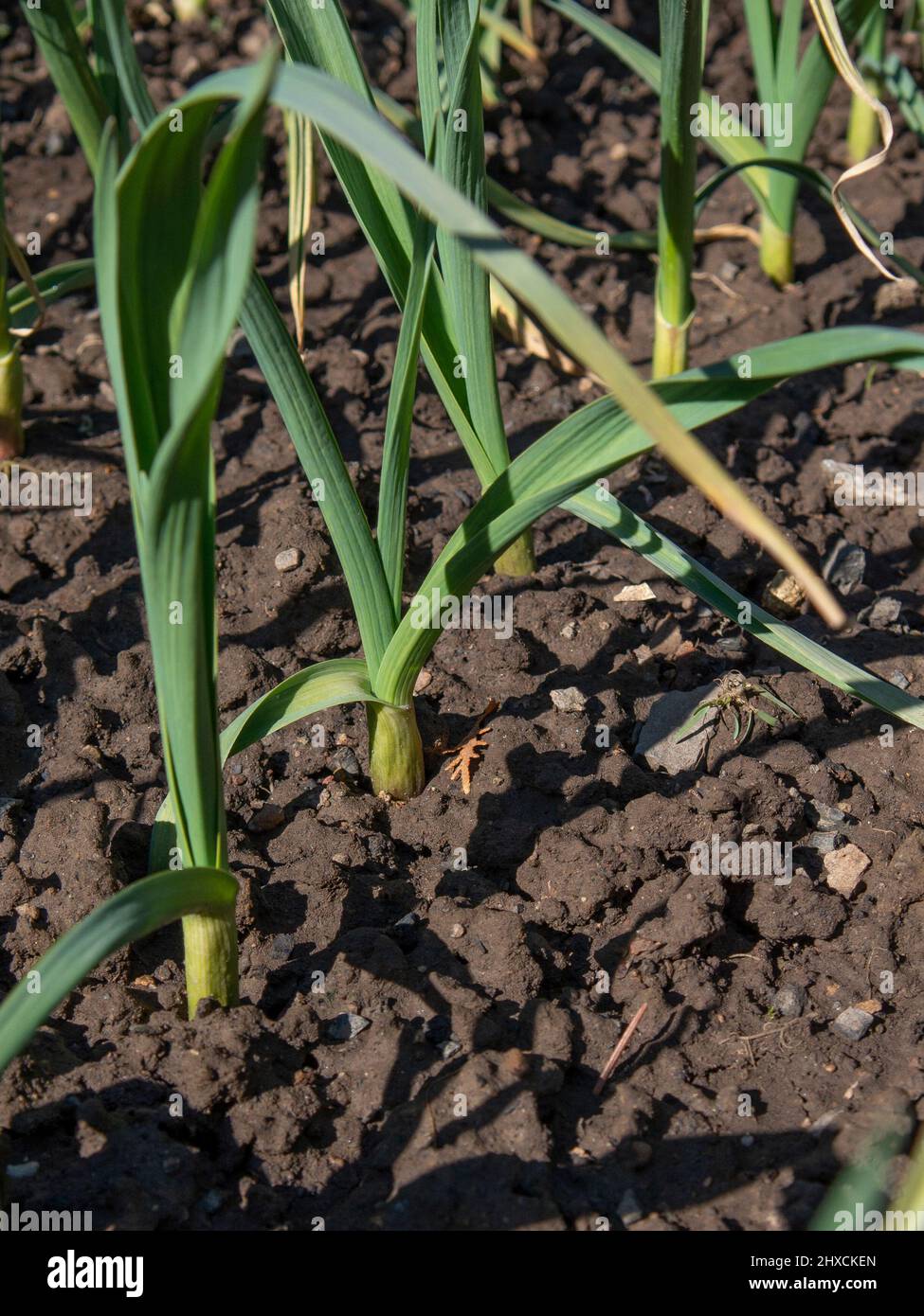 Organic garlic (Allium sativum) growing in the garden. Healthy home ...