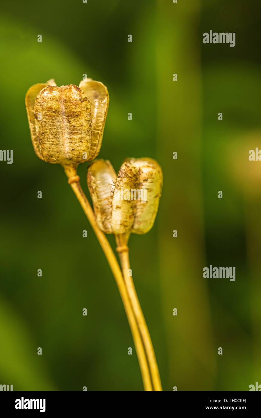 Chequered flower capsule fruit, seed pod, closeup Stock Photo - Alamy