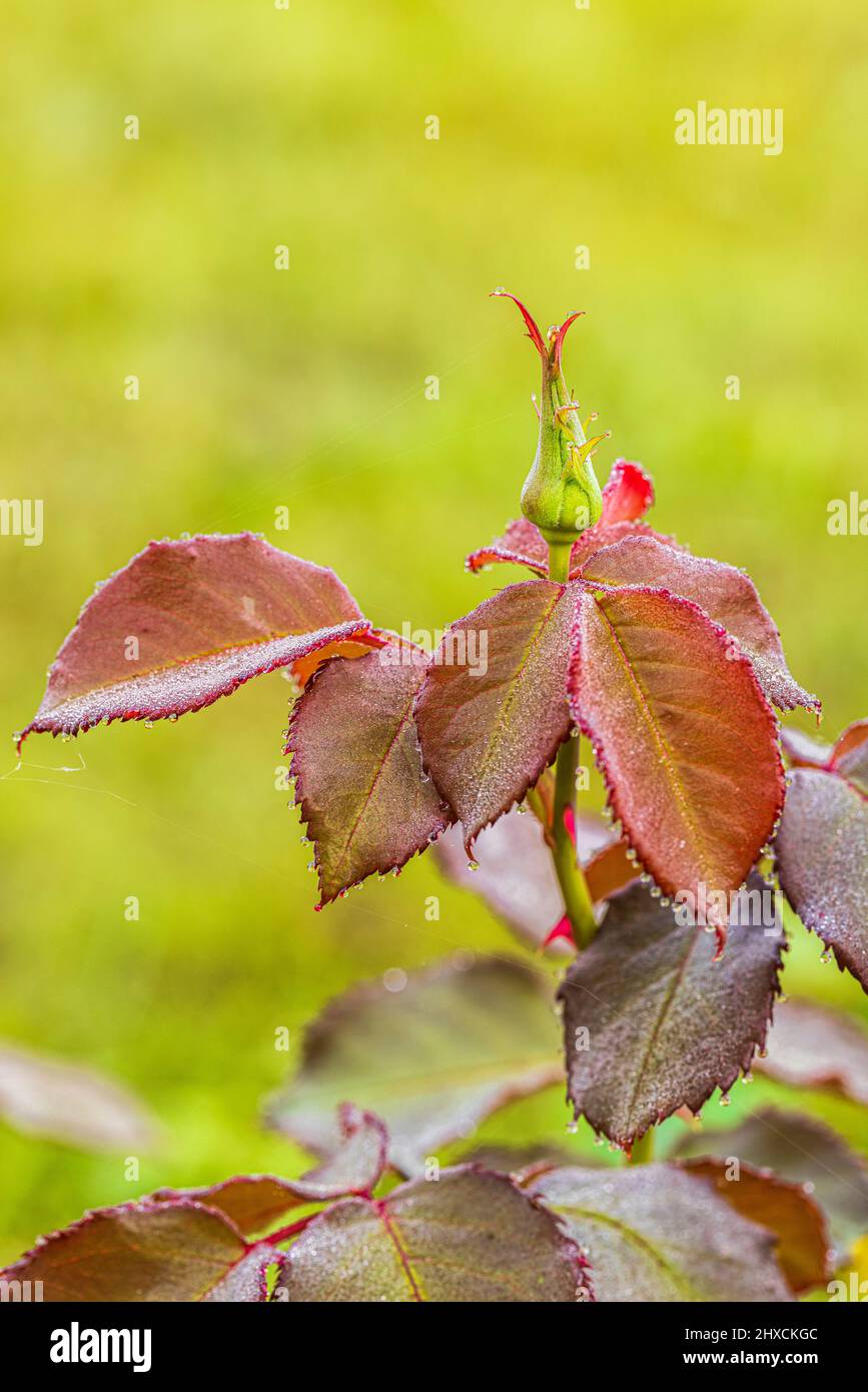 Proliferation roses hi-res stock photography and images - Alamy